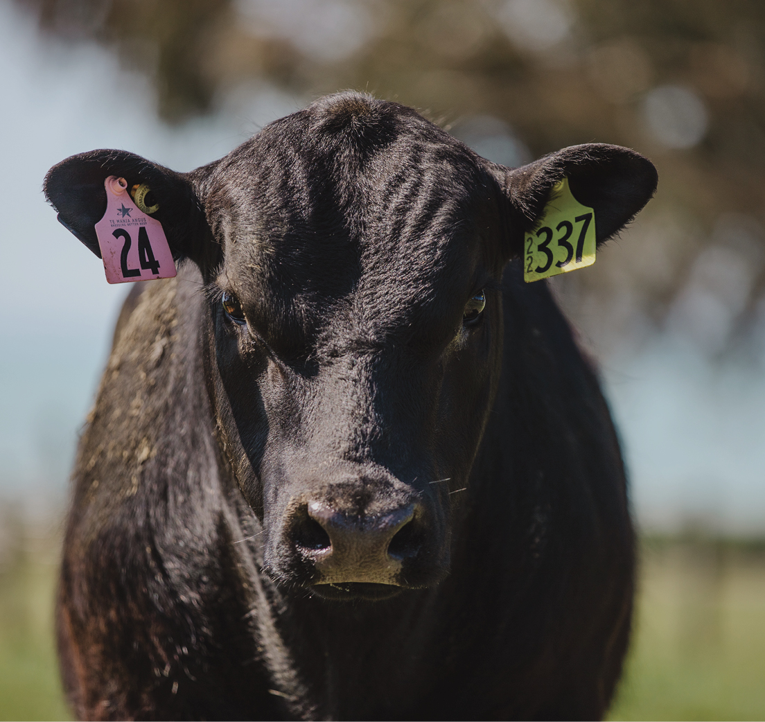 Dairy | PGG Wrightson